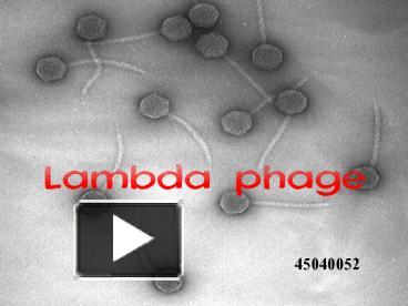 Lambda phage presentation | free to view