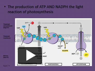 The production of ATP AND NADPH the light reaction of photosynthesis ...