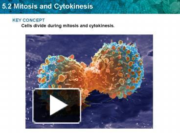 PPT – KEY CONCEPT Cells divide during mitosis and cytokinesis ...