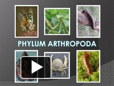 PPT – Phylum Arthropoda PowerPoint presentation | free to view - id ...
