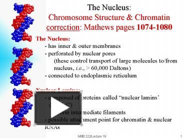 PPT – The Nucleus: Chromosome Structure PowerPoint presentation | free ...