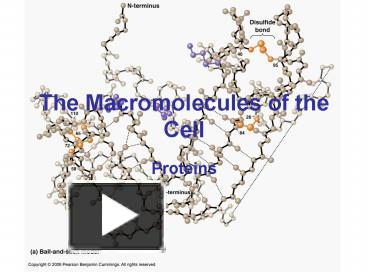 PPT – The Macromolecules of the Cell PowerPoint presentation | free to ...