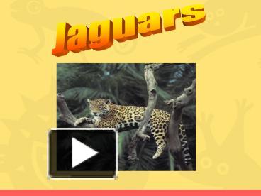 PPT – Jaguars PowerPoint presentation | free to view - id: 23316-NjNhN