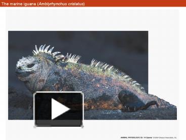 PPT – The marine iguana (Amblyrhynchus cristatus) PowerPoint presentation | free to view - id ...
