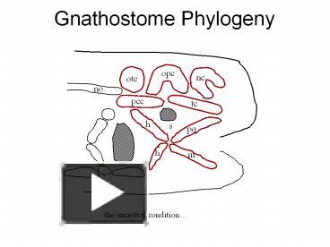 Gnathostome Phylogeny presentation | free to download