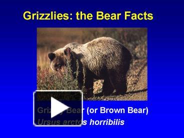 Grizzlies: the Bear Facts presentation | free to view