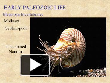 PPT – EARLY PALEOZOIC LIFE PowerPoint presentation | free to download ...