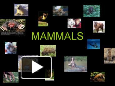 PPT – MAMMALS PowerPoint presentation | free to view - id: 2483f7-YTAxN