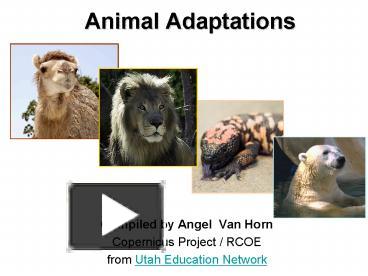 Animal Adaptations presentation | free to view