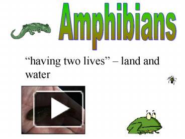 Amphibians presentation | free to view