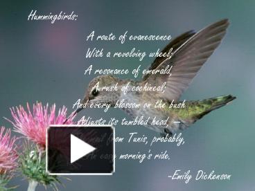 Hummingbirds: presentation | free to view