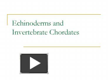 PPT – Echinoderms and Invertebrate Chordates PowerPoint presentation ...