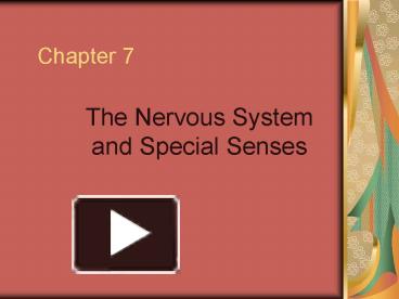 PPT – The Nervous System and Special Senses PowerPoint presentation ...