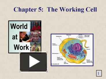 Chapter 5: The Working Cell presentation | free to view