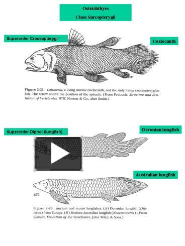 Osteichthyes presentation | free to view
