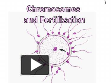 PPT – Chromosomes PowerPoint presentation | free to download - id ...