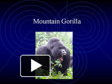 Mountain Gorilla presentation | free to view