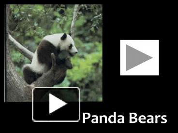 PPT – Panda Bears PowerPoint presentation | free to view - id: 264eb-ZWI3N