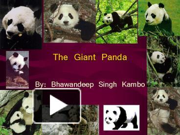 The Giant Panda presentation | free to view