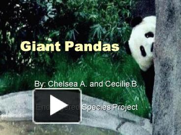 Giant Pandas presentation | free to view
