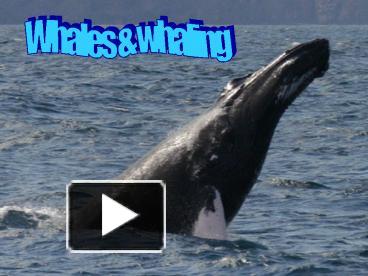 PPT – Whales PowerPoint presentation | free to view - id: 26cef4-ZDc1Z