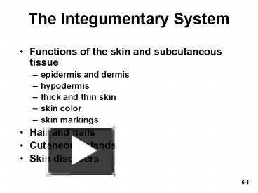 PPT – The Integumentary System PowerPoint presentation | free to view ...