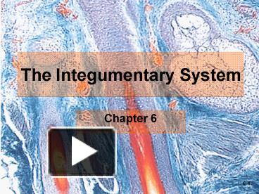 PPT – The Integumentary System PowerPoint presentation | free to view ...