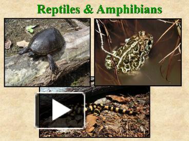 Reptiles and Amphibians presentation | free to view