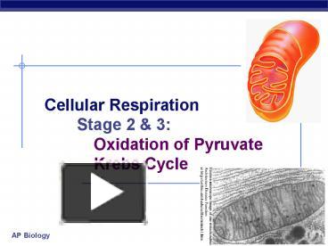 PPT – Cellular Respiration Stage 2 PowerPoint presentation | free to view - id: 273886-MTNhM