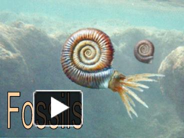 Fossils presentation | free to view