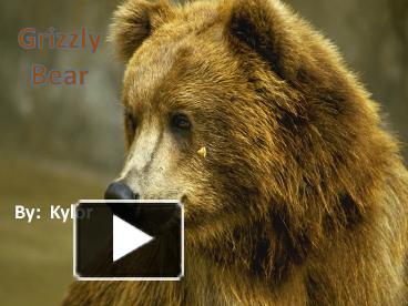 PPT – Grizzly Bear PowerPoint presentation | free to view - id: 27880d ...