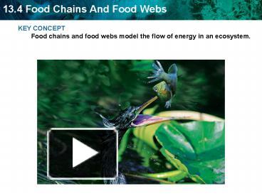 PPT – KEY CONCEPT Food chains and food webs model the flow of energy in ...