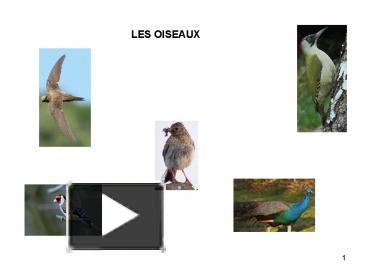 LES OISEAUX presentation | free to view