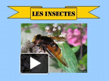 Les insectes presentation | free to view