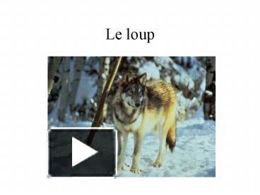 Le loup presentation | free to view