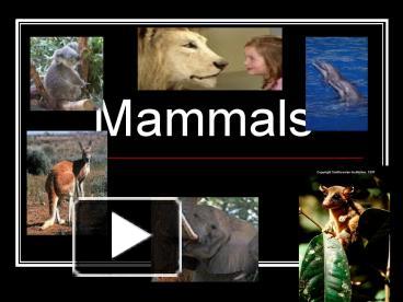 Mammals presentation | free to view