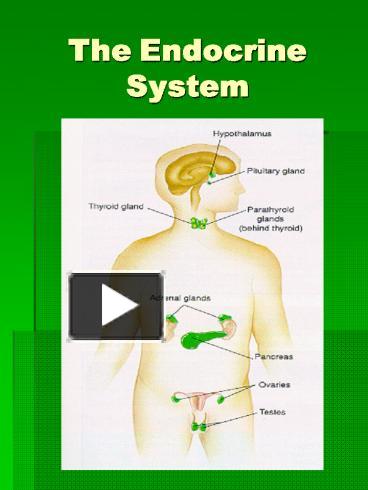 PPT – The Endocrine System PowerPoint presentation | free to view - id ...