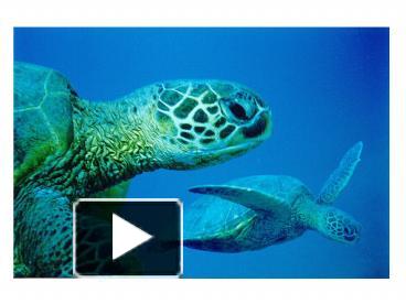 Sea Turtles presentation | free to view