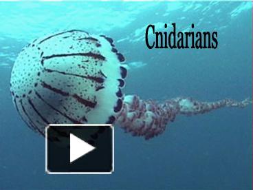 Cnidarians presentation | free to view
