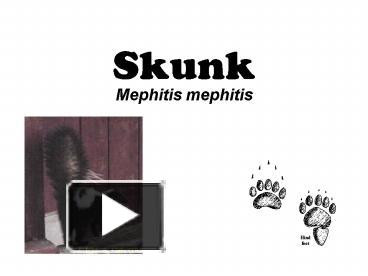 Skunk presentation | free to view