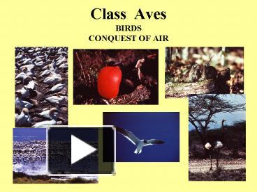 PPT – Class Aves BIRDS CONQUEST OF AIR PowerPoint presentation | free ...