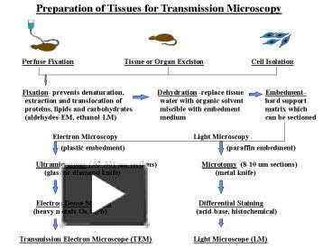 PPT – Preparation of Tissues for Transmission Microscopy PowerPoint presentation | free to ...