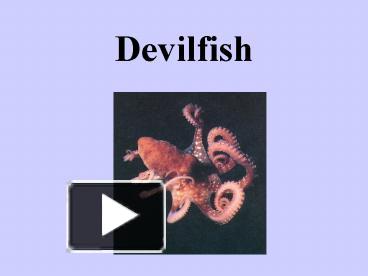 PPT – Devilfish PowerPoint presentation | free to view - id: 36a7a-ZTEyO
