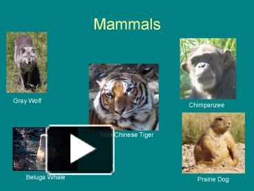 Mammals presentation | free to view