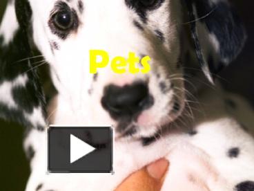 PPT – Pets vocabulary PowerPoint presentation | free to view - id ...
