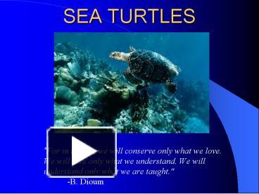SEA TURTLES presentation | free to view