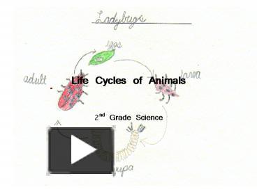 Life Cycles of Animals presentation | free to view