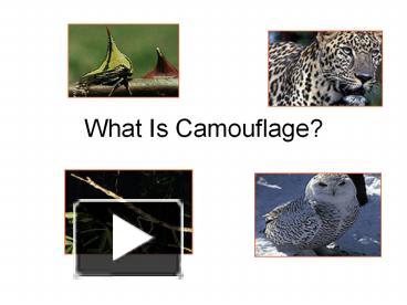What Is Camouflage? presentation | free to download