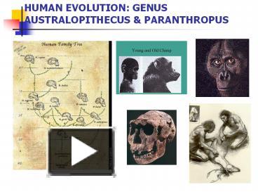 PPT – HUMAN EVOLUTION: GENUS AUSTRALOPITHECUS PowerPoint presentation ...
