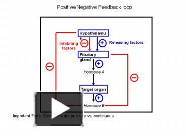 Positive/Negative Feedback loop presentation | free to view